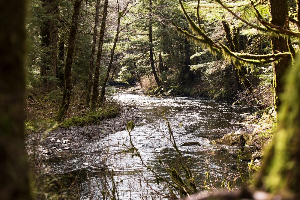 Rainforest E-Bike & Nature Walk⼁The Mill at Ward Cove