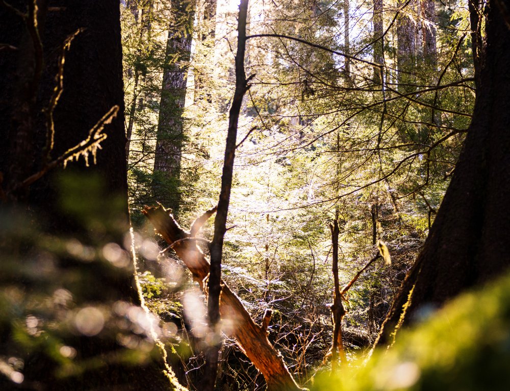 Talbot Lake Hike⼁The Mill at Ward Cove